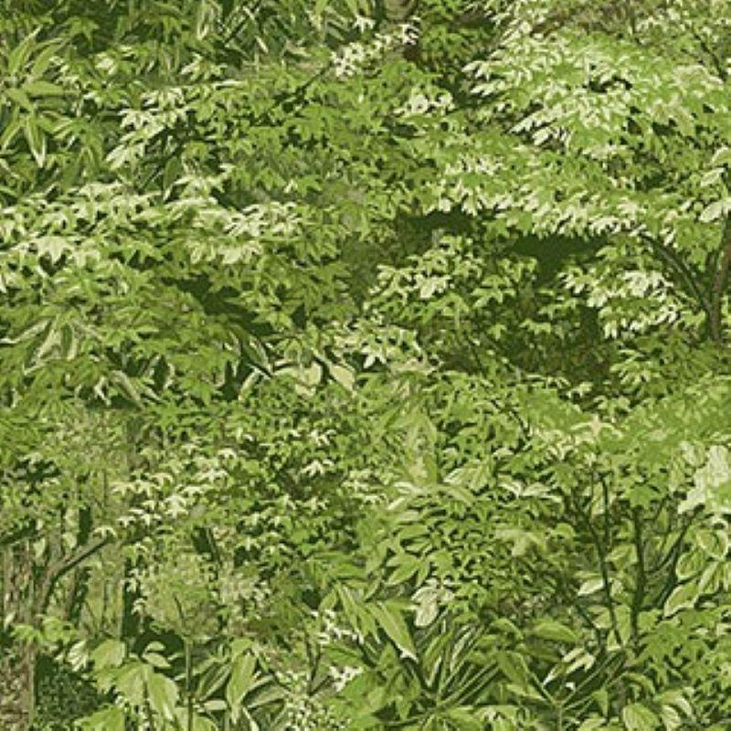 Northcott Bear's Den 27625 74 – Batiks Etcetera & Sew What Fabrics